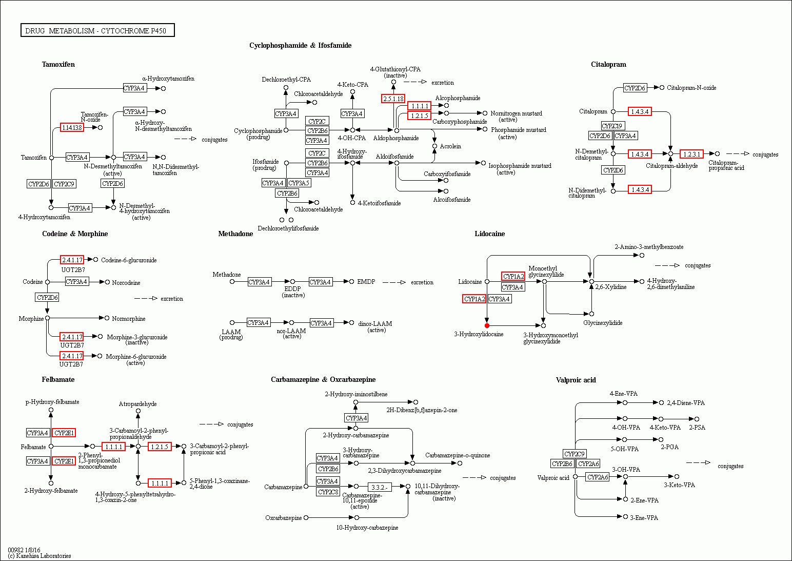 KEGG PATHWAY: Drug metabolism - cytochrome P450 - Reference pathway