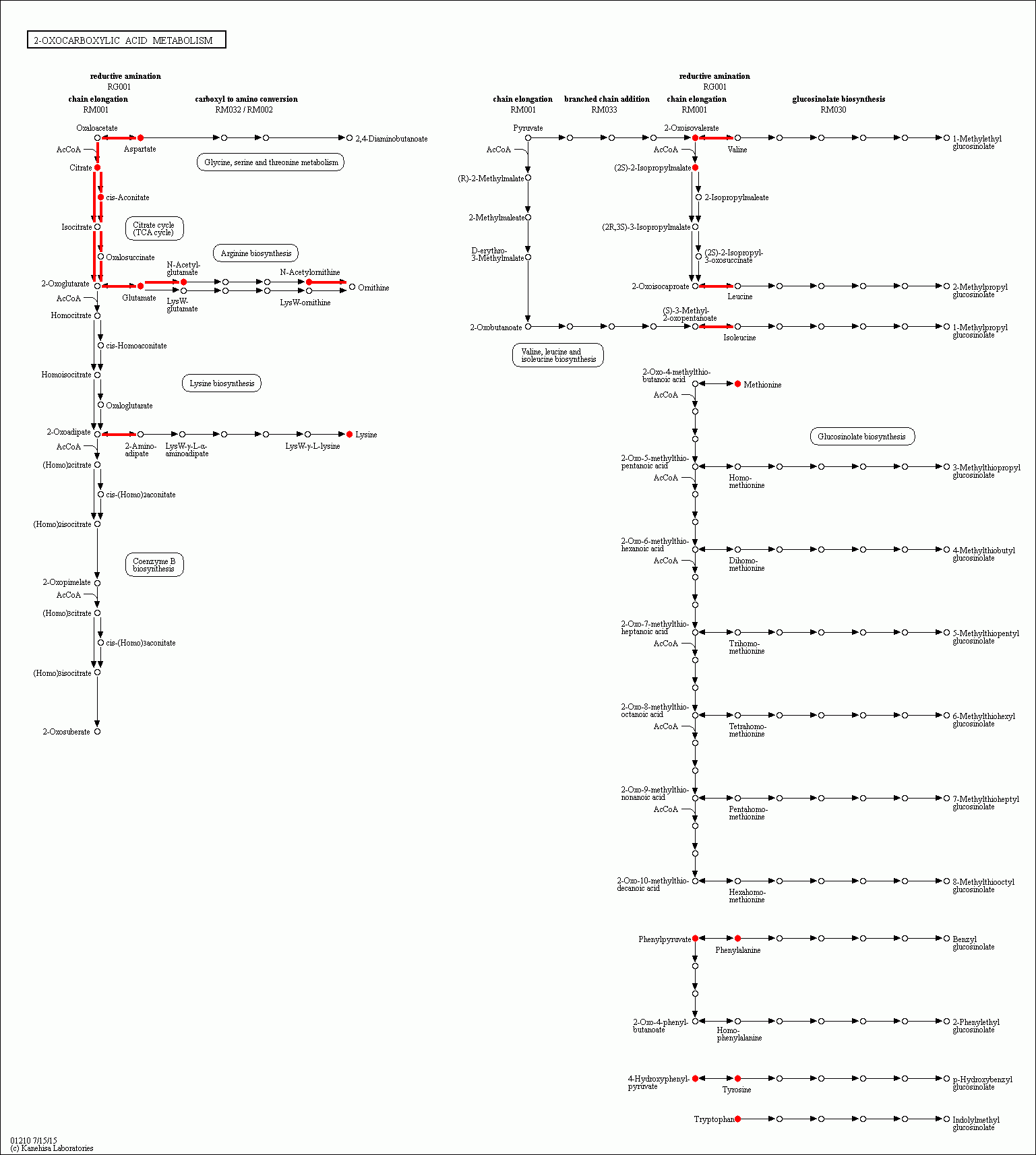KEGG PATHWAY: 2-Oxocarboxylic acid metabolism - Reference pathway