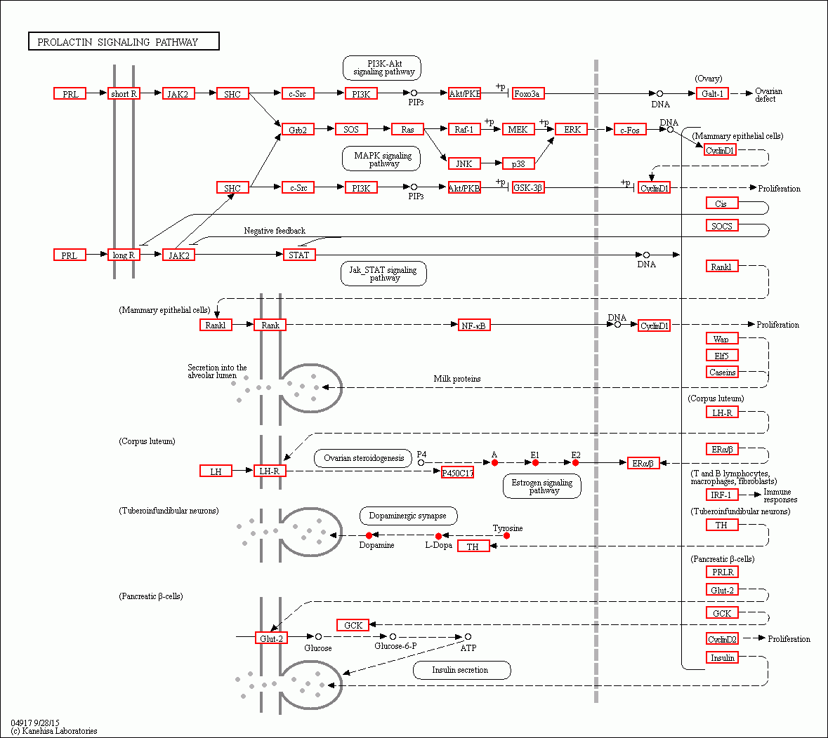 KEGG PATHWAY: Prolactin signaling pathway - Reference pathway