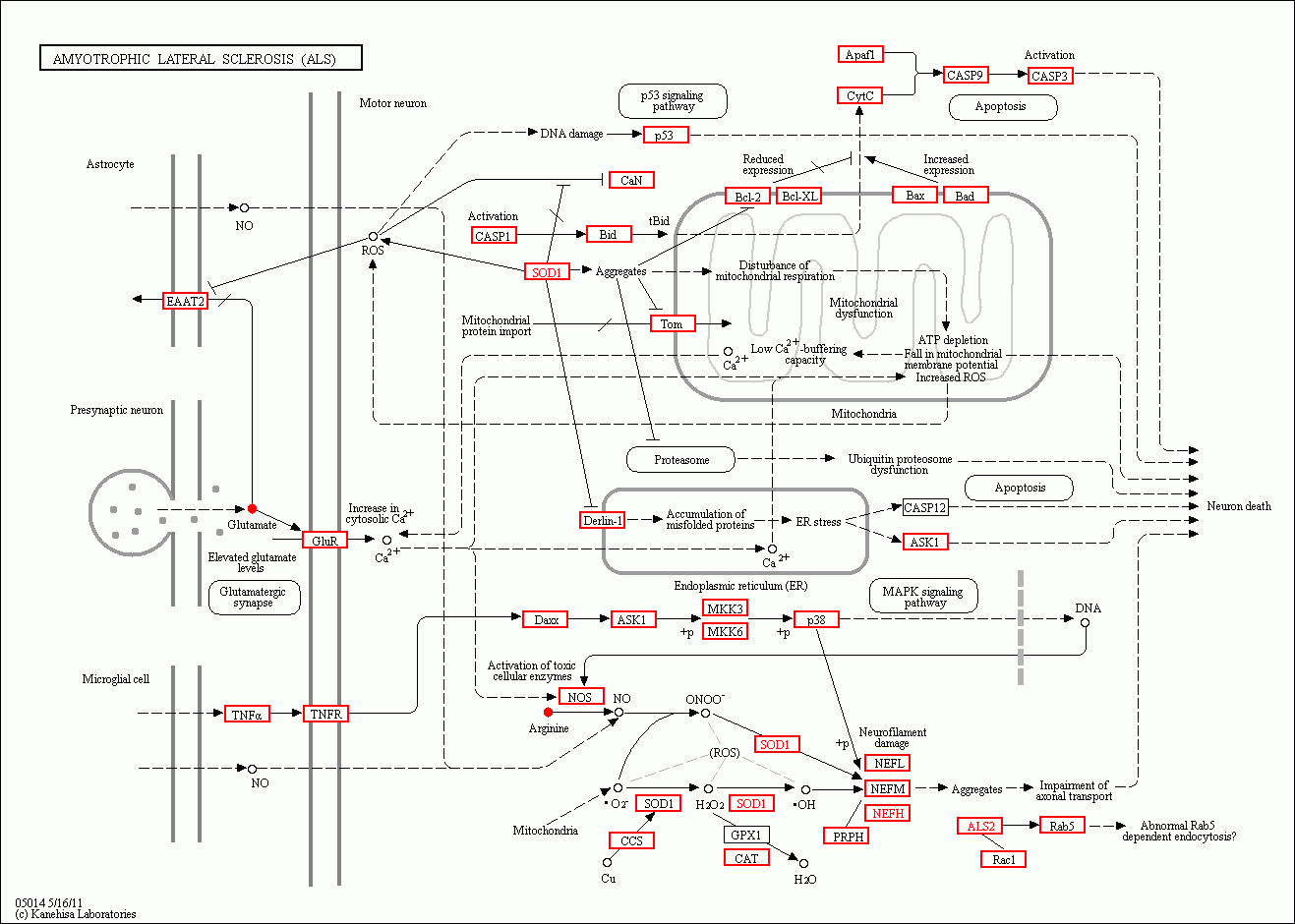 KEGG PATHWAY: Amyotrophic lateral sclerosis (ALS) - Reference pathway