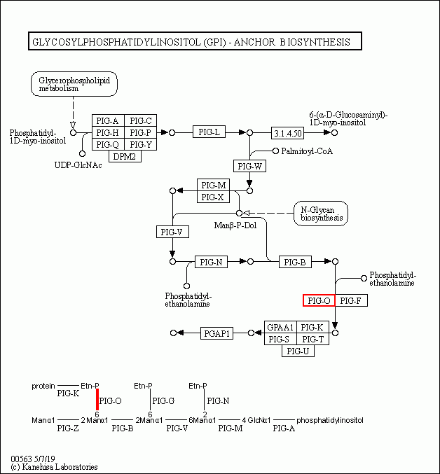 KEGG PATHWAY: Glycosylphosphatidylinositol (GPI)-anchor biosynthesis ...