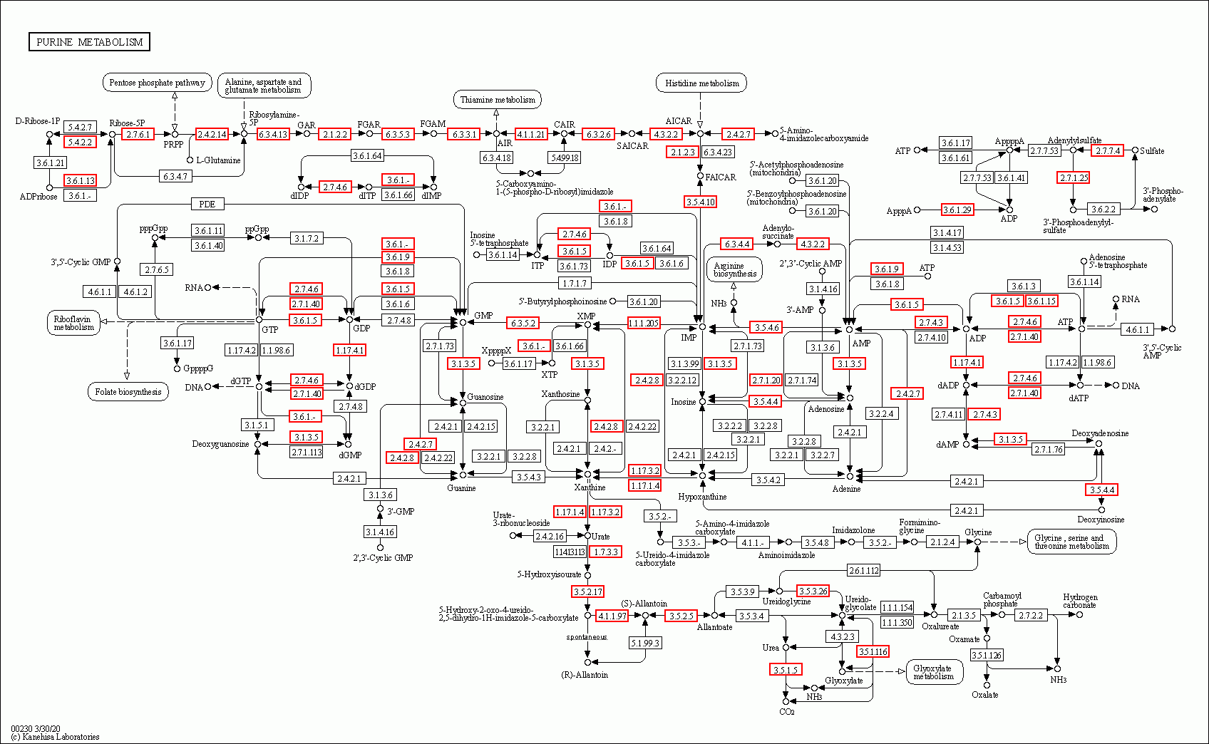 KEGG PATHWAY: Purine metabolism - Reference pathway