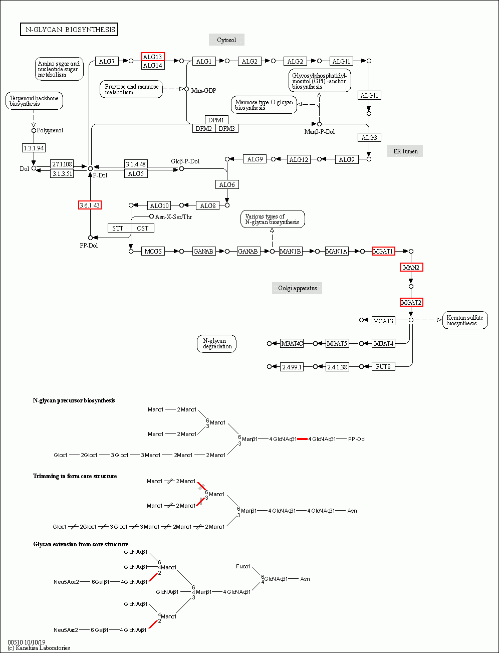 KEGG PATHWAY: N-Glycan biosynthesis - Reference pathway
