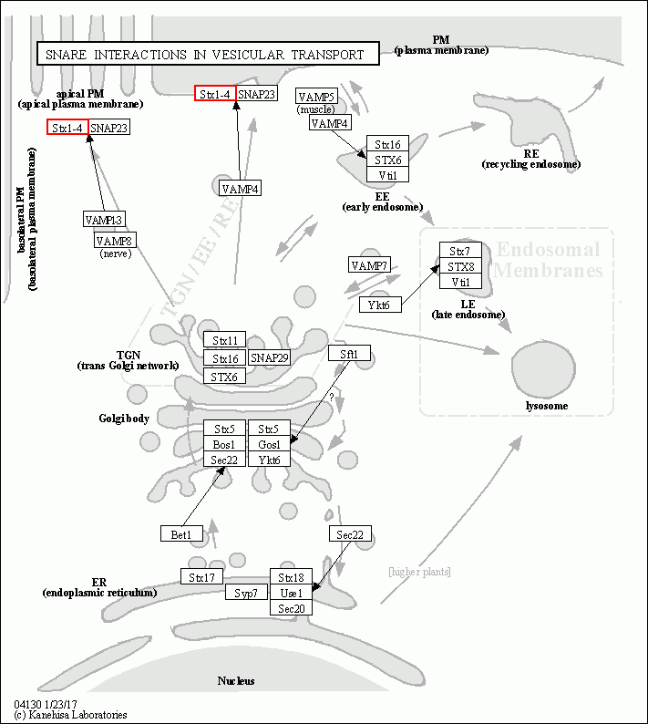 KEGG PATHWAY: SNARE interactions in vesicular transport - Reference pathway