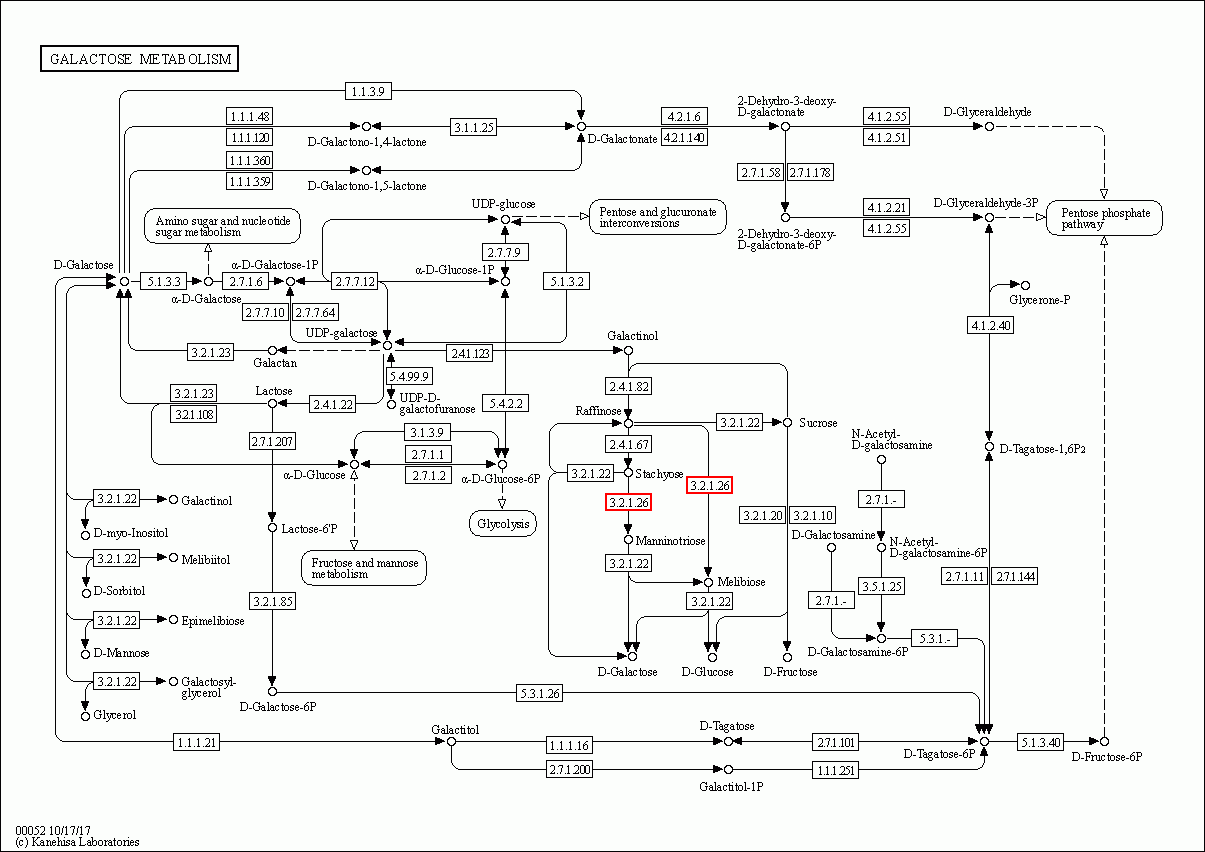 KEGG PATHWAY: Galactose metabolism - Reference pathway