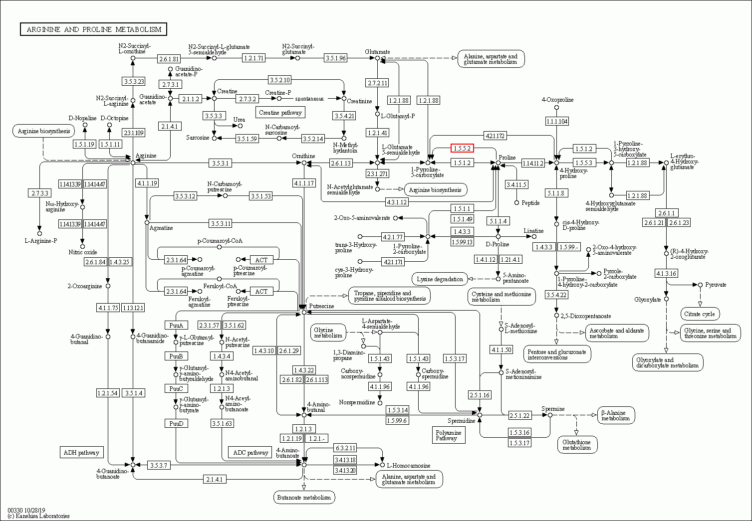 KEGG PATHWAY: Arginine and proline metabolism - Reference pathway