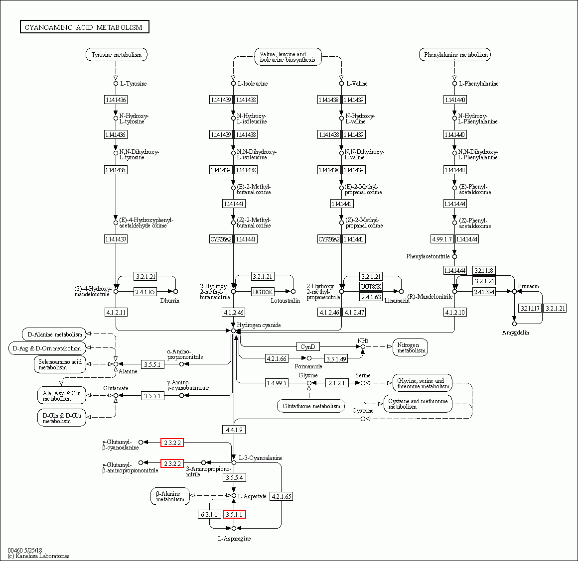 KEGG PATHWAY: Cyanoamino acid metabolism - Reference pathway