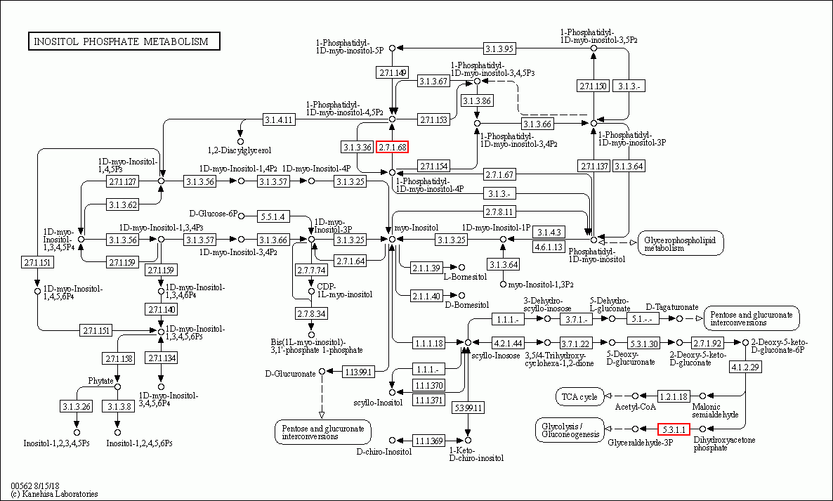 KEGG PATHWAY: Inositol phosphate metabolism - Reference pathway
