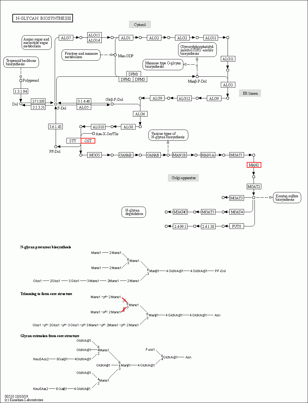 KEGG PATHWAY: N-Glycan biosynthesis - Reference pathway