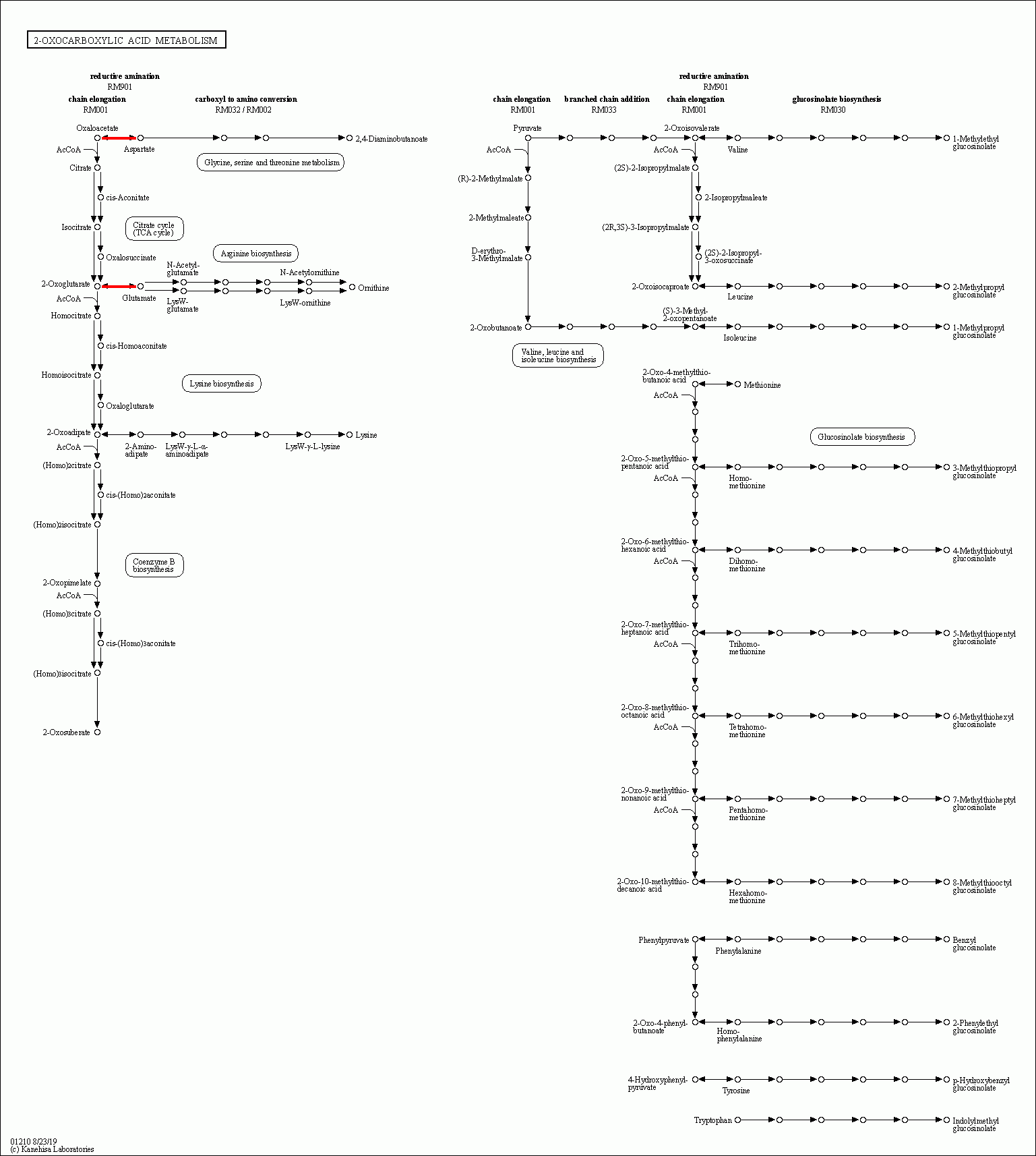 KEGG PATHWAY: 2-Oxocarboxylic acid metabolism - Reference pathway