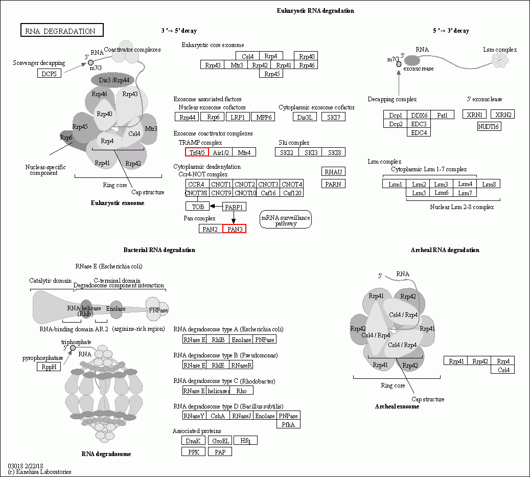 KEGG PATHWAY: RNA degradation - Reference pathway