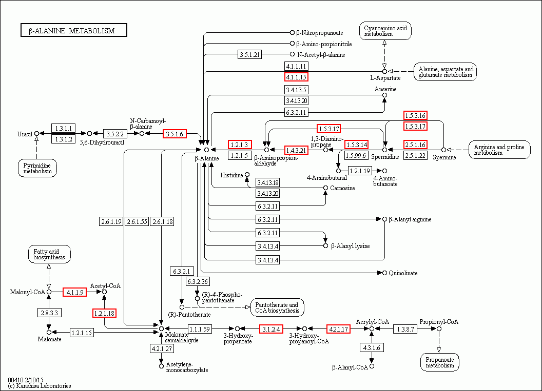KEGG PATHWAY: beta-Alanine metabolism - Reference pathway