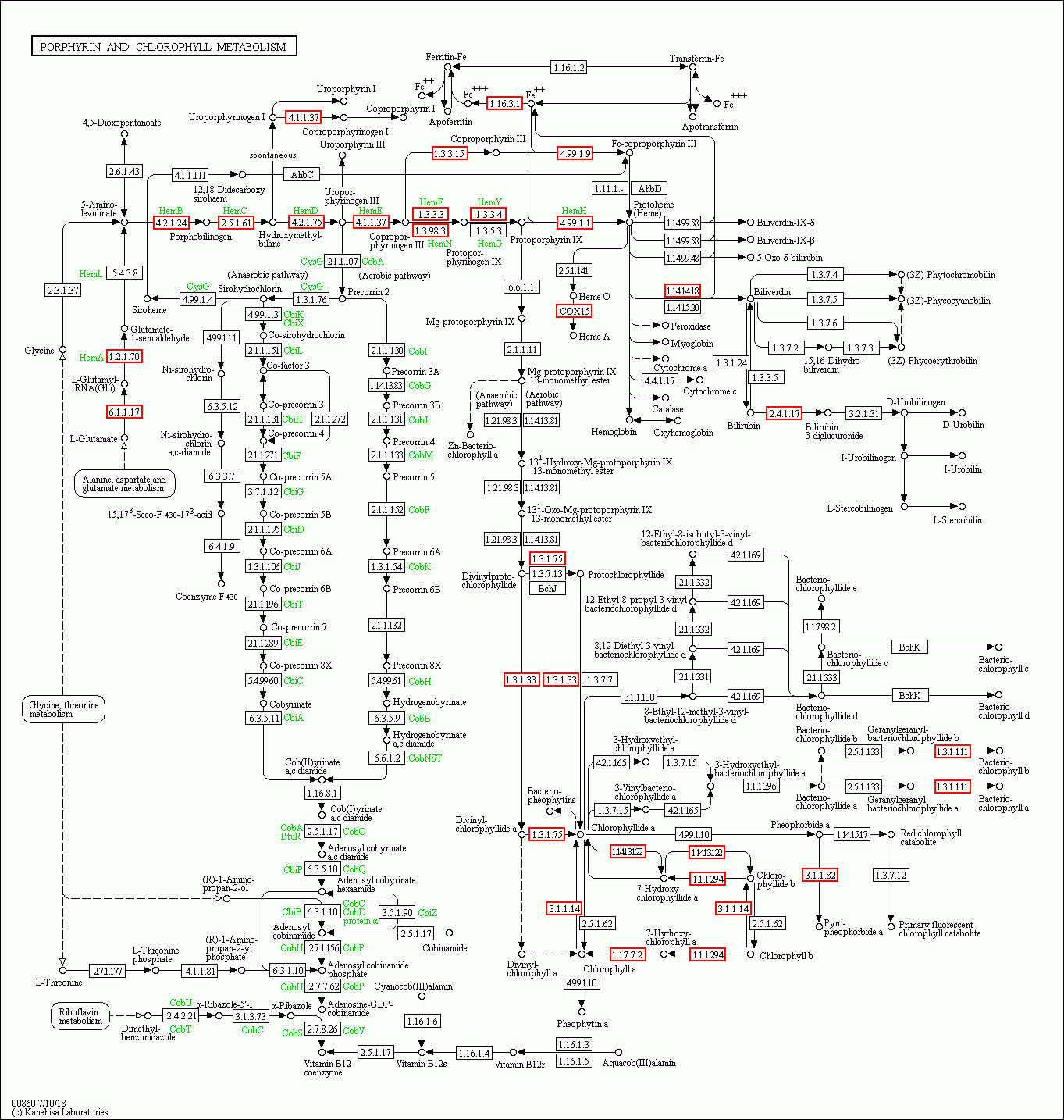 KEGG PATHWAY: Porphyrin and chlorophyll metabolism - Reference pathway