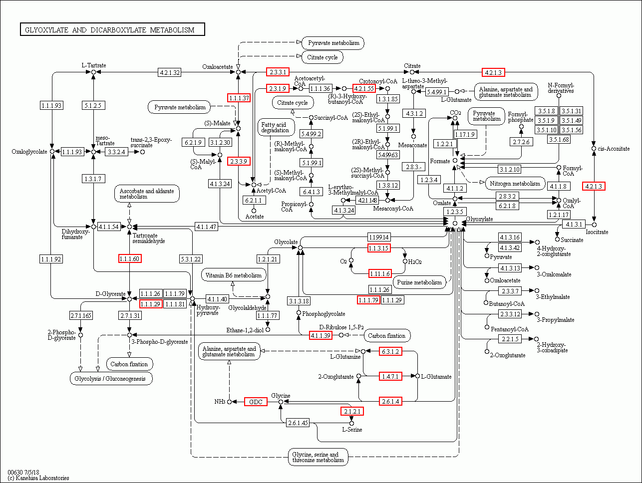 KEGG PATHWAY: Glyoxylate and dicarboxylate metabolism - Reference pathway