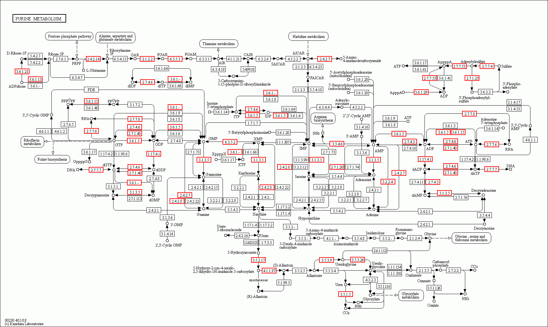 Kegg Pathway Purine Metabolism Reference Pathway