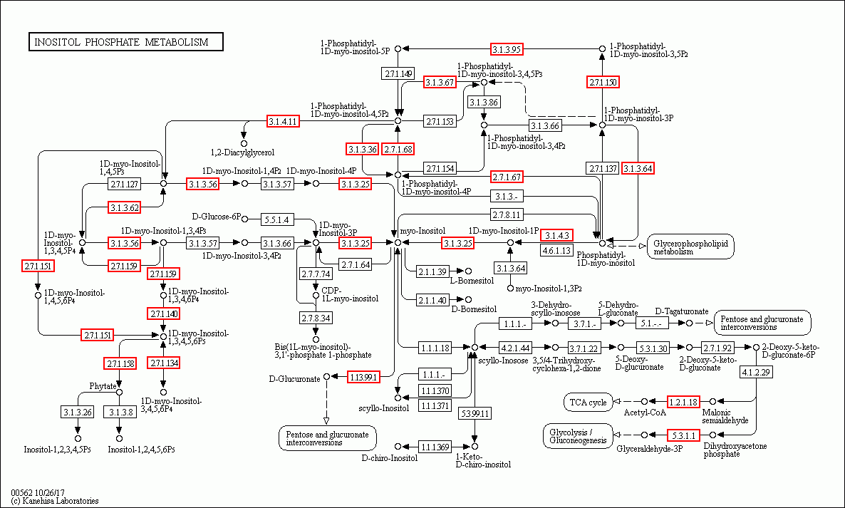 KEGG PATHWAY: Inositol phosphate metabolism - Reference pathway