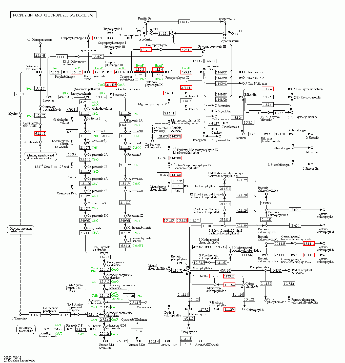 KEGG PATHWAY: Porphyrin and chlorophyll metabolism - Reference pathway