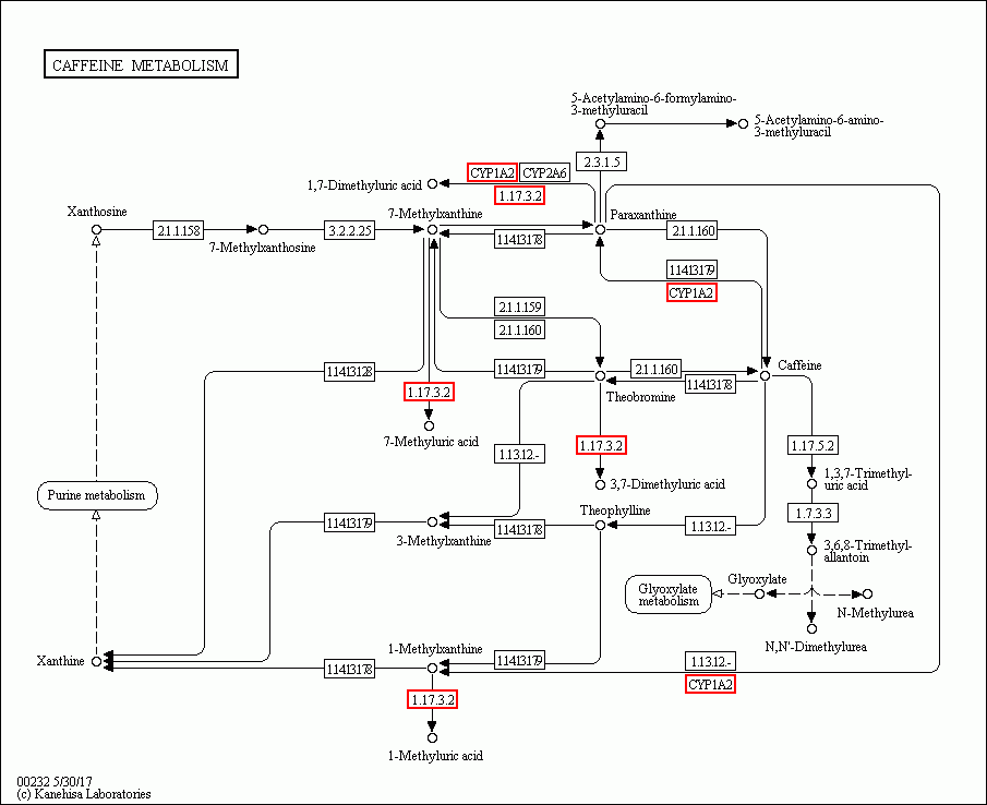 KEGG PATHWAY: Caffeine metabolism - Reference pathway