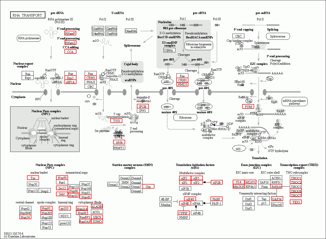 KEGG PATHWAY: RNA transport - Reference pathway